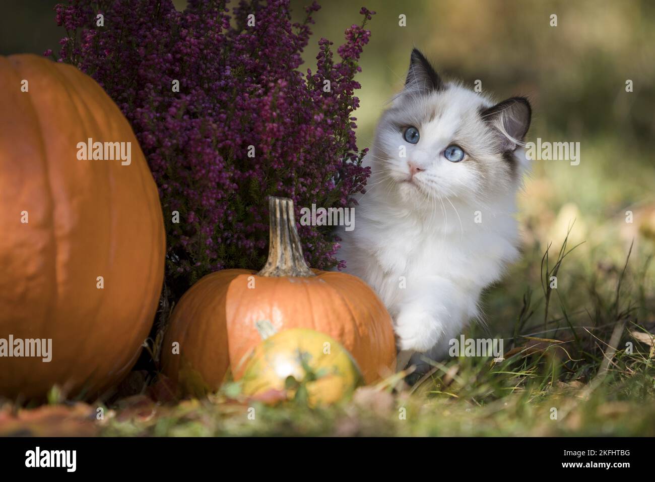 Ragdoll kitten in the pumpkin Stock Photo - Alamy
