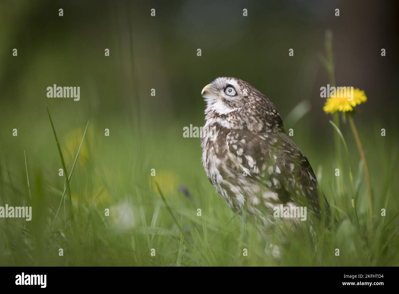 Tooth owl hi-res stock photography and images - Alamy