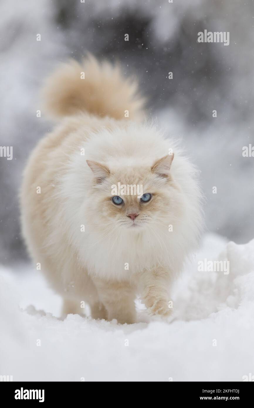 Ragdoll walks hi-res stock photography and images - Alamy