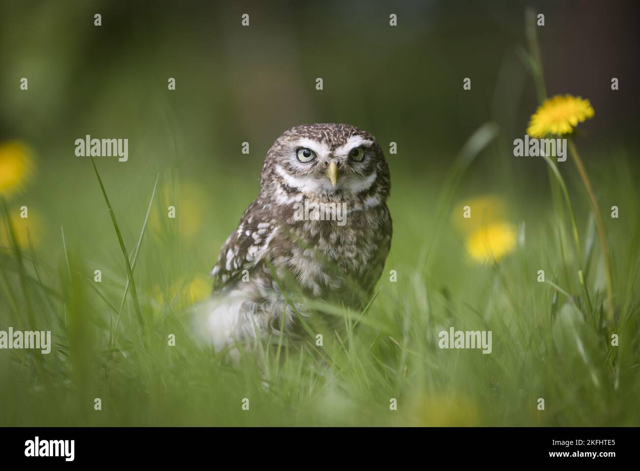 Tooth owl hi-res stock photography and images - Alamy