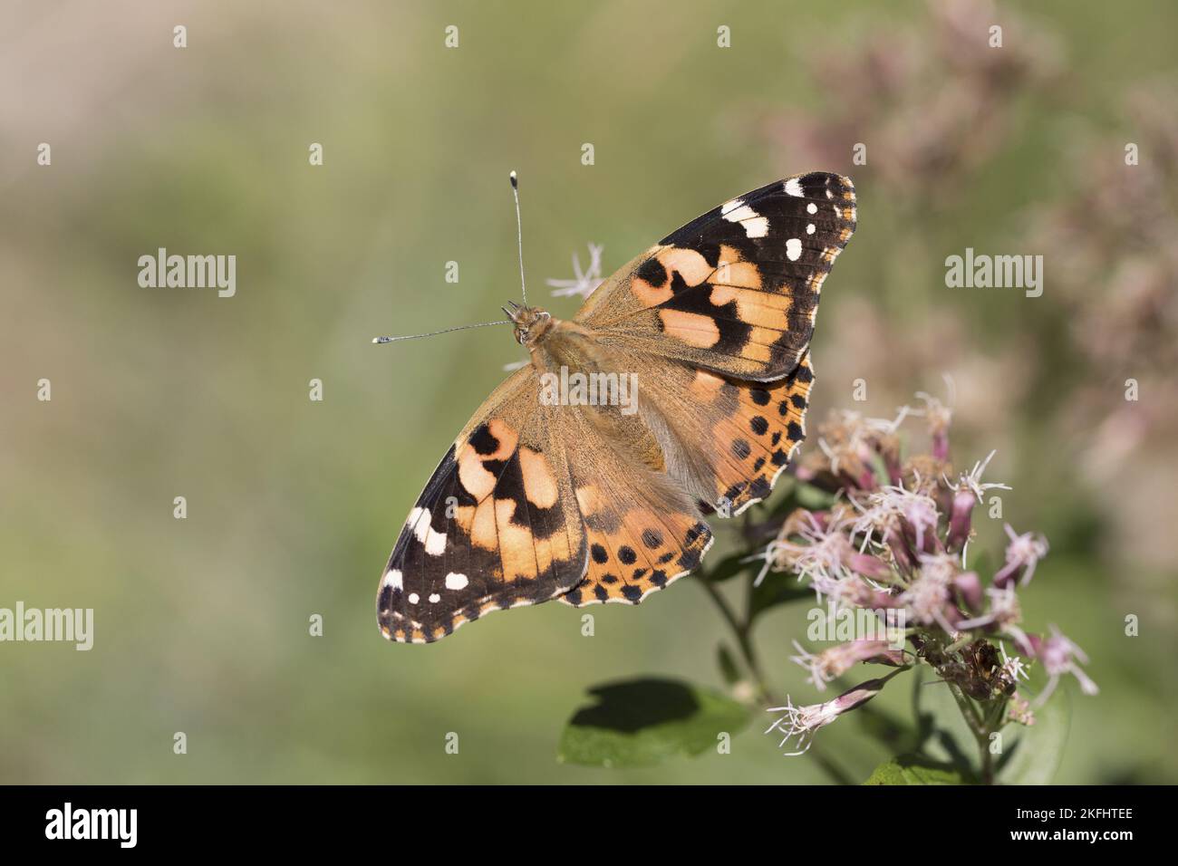 Cosmopolitan insects hi-res stock photography and images - Alamy