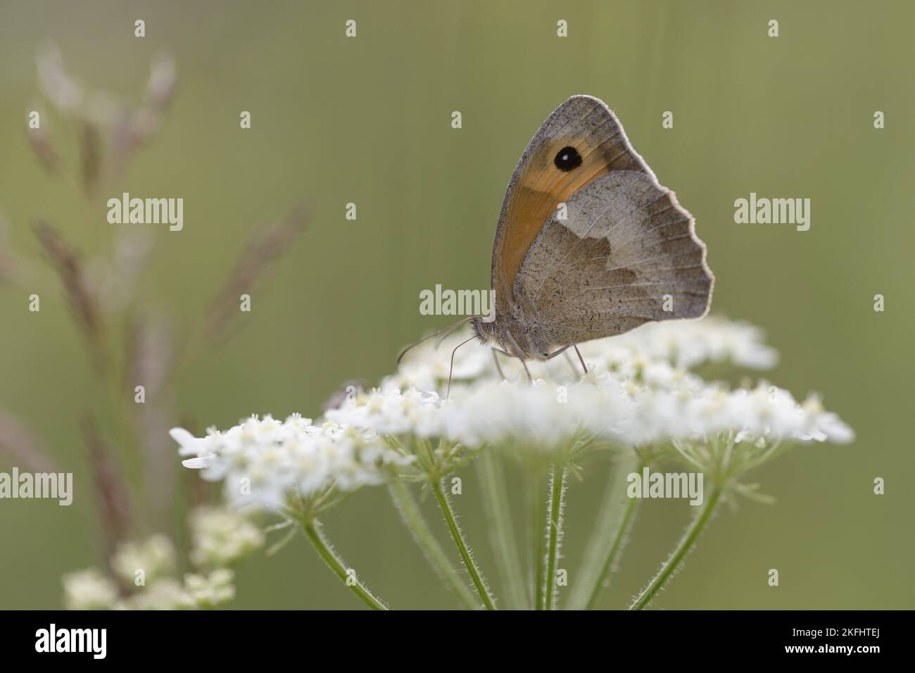 Meadow brown butterfly sitting hi-res stock photography and images - Alamy