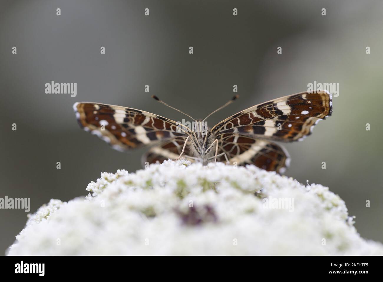 sitting Map Butterfly Stock Photo - Alamy