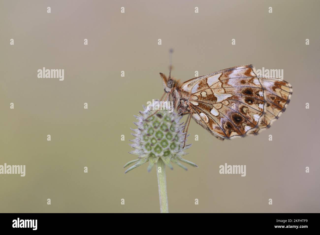 Weavers fritillary hi-res stock photography and images - Alamy