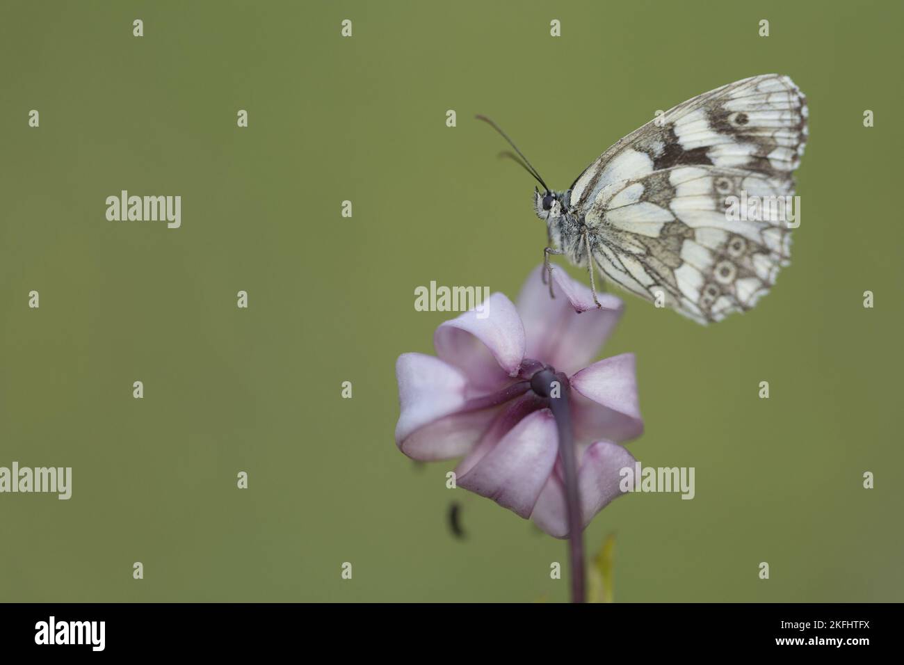 Bright white blossoms highlight hi-res stock photography and images - Alamy