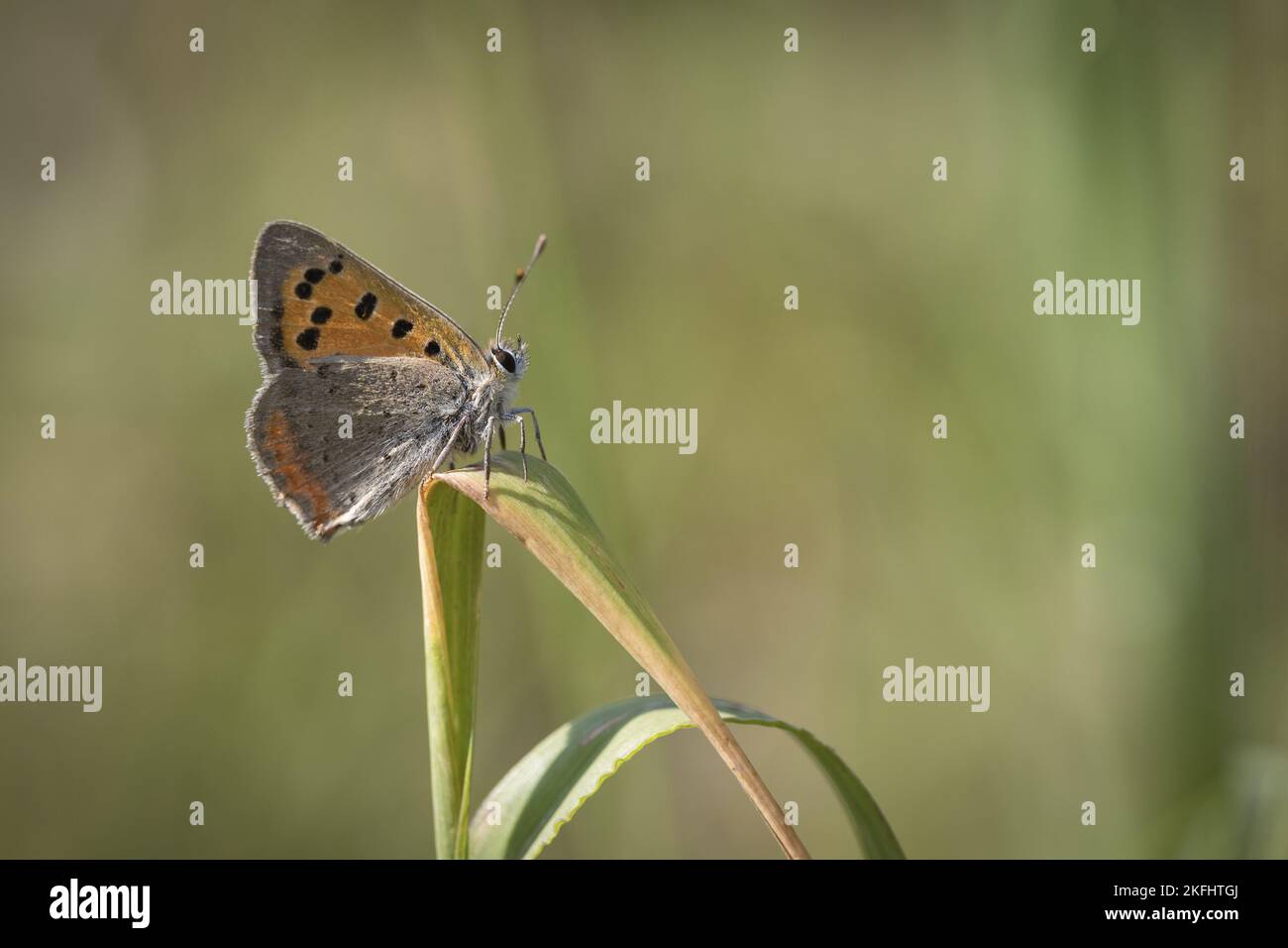 sitting Common Copper Stock Photo - Alamy