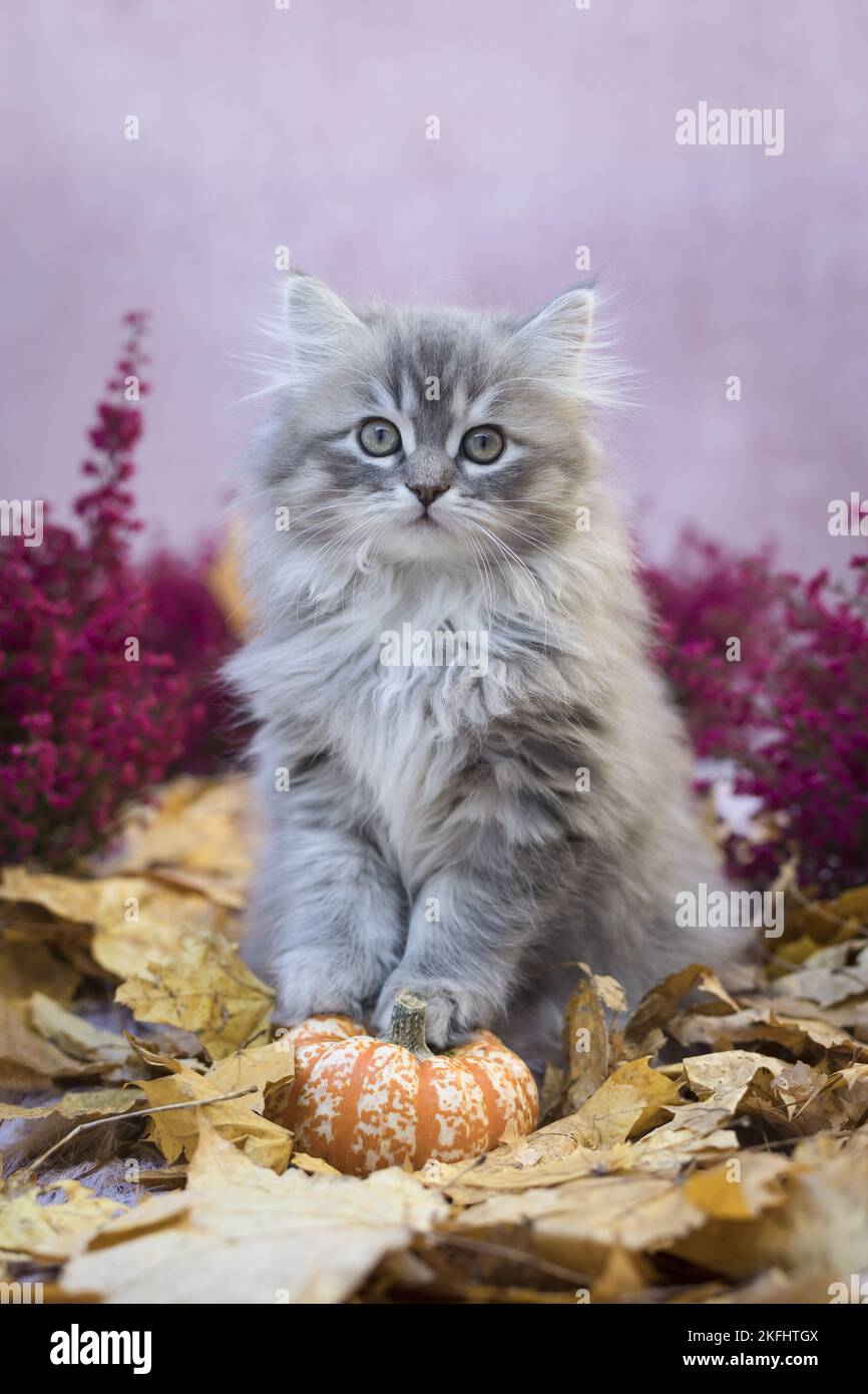 sitting German Longhair Kitten Stock Photo - Alamy