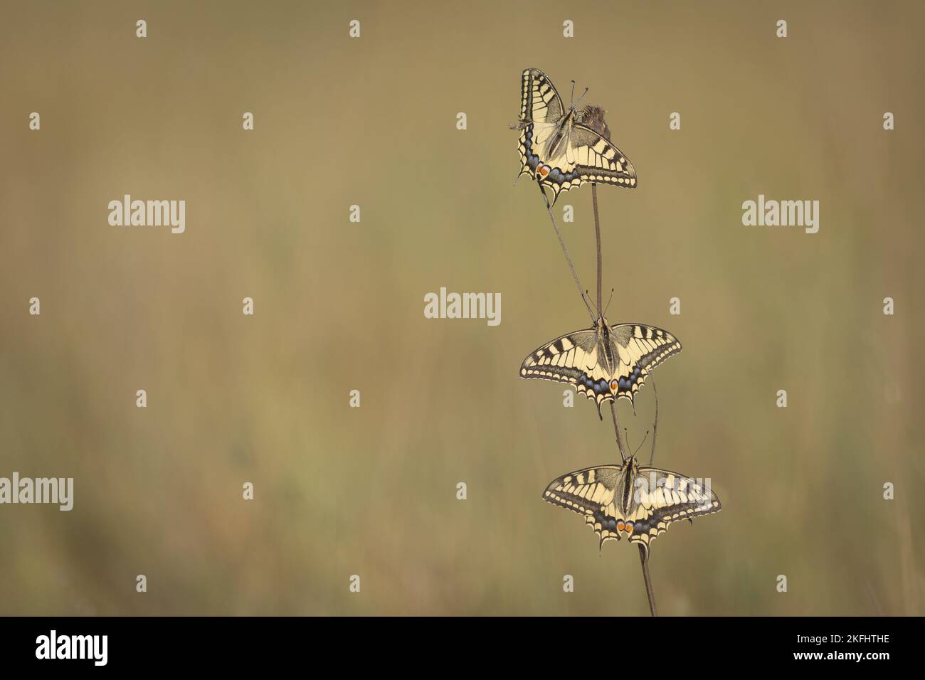Old world swallowtail sitting hi-res stock photography and images - Alamy