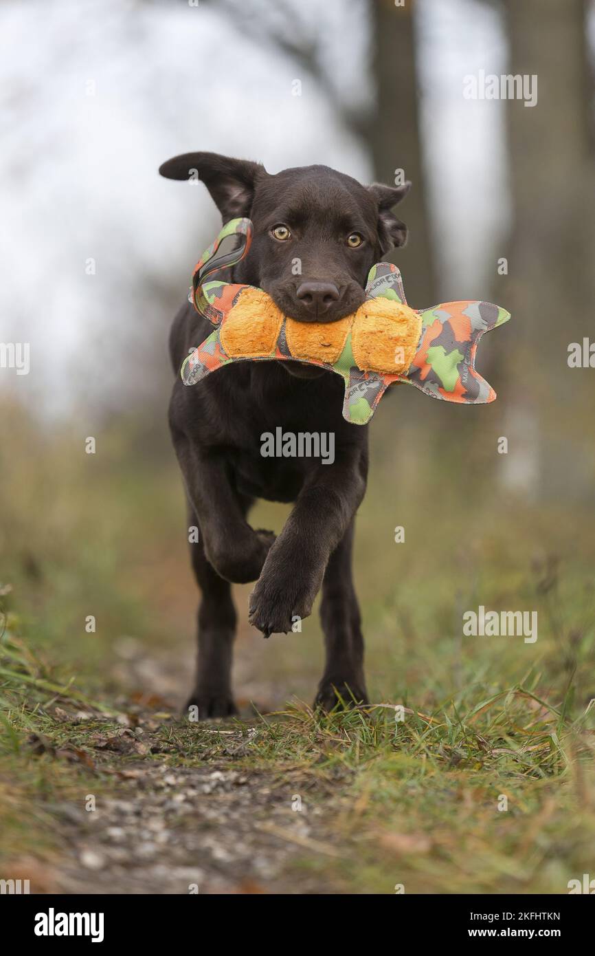running Labrador Retriever Puppy Stock Photo - Alamy