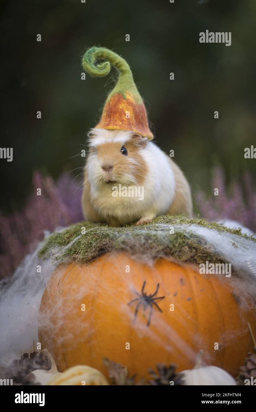 Spider pig hi-res stock photography and images - Alamy