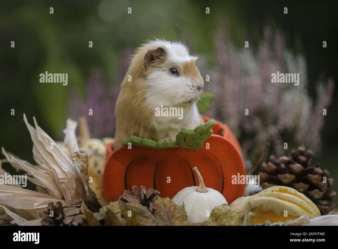 Guinea Pig portrait Stock Photo - Alamy