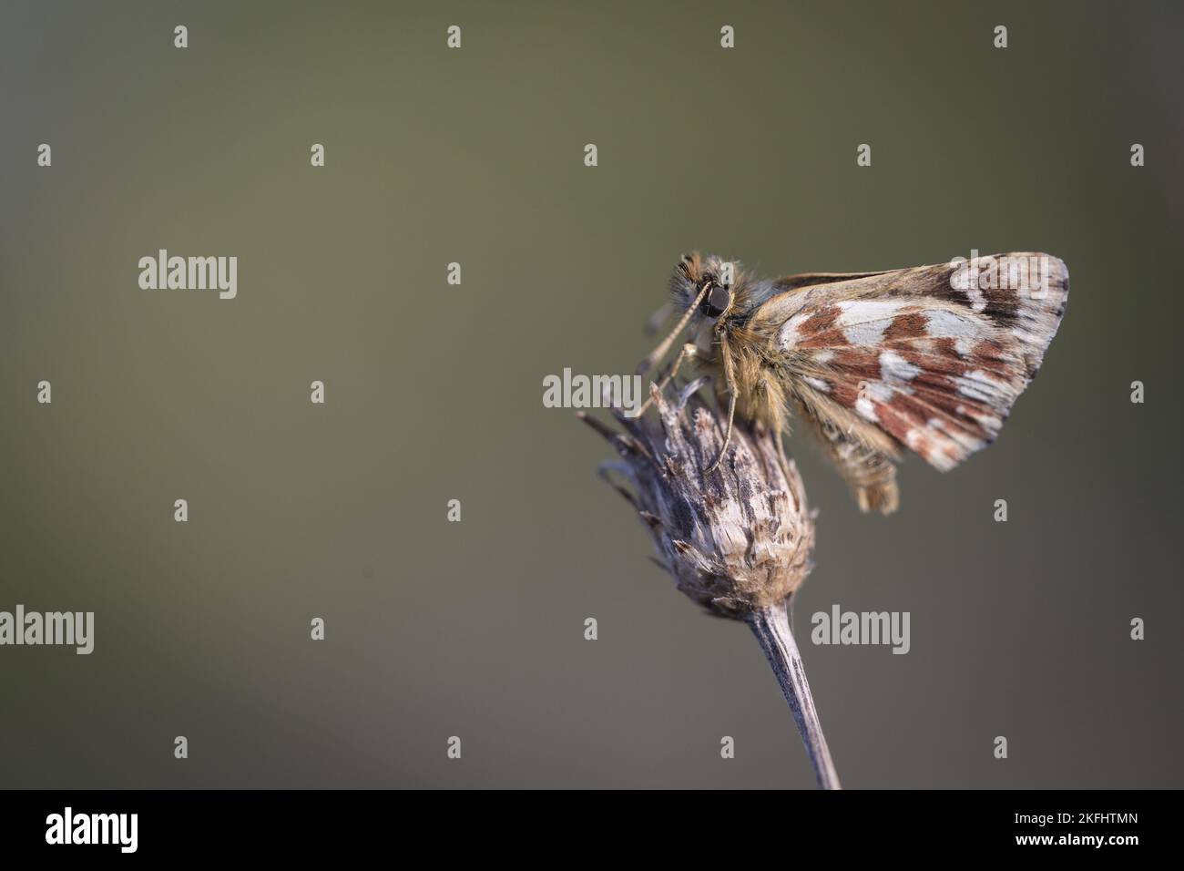 Skipper fall hi-res stock photography and images - Alamy