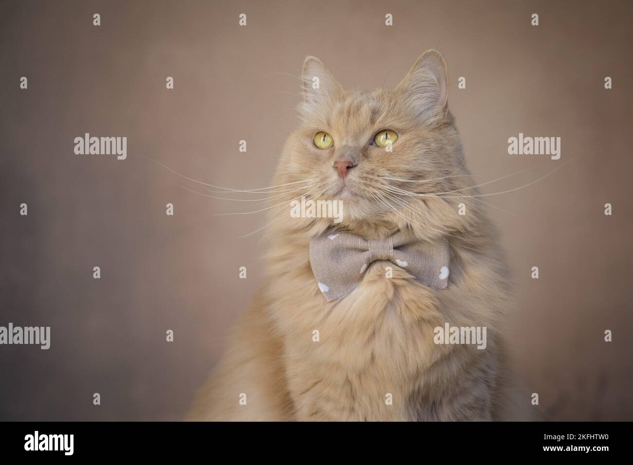 Cat with a bow tie around its neck Stock Photo - Alamy