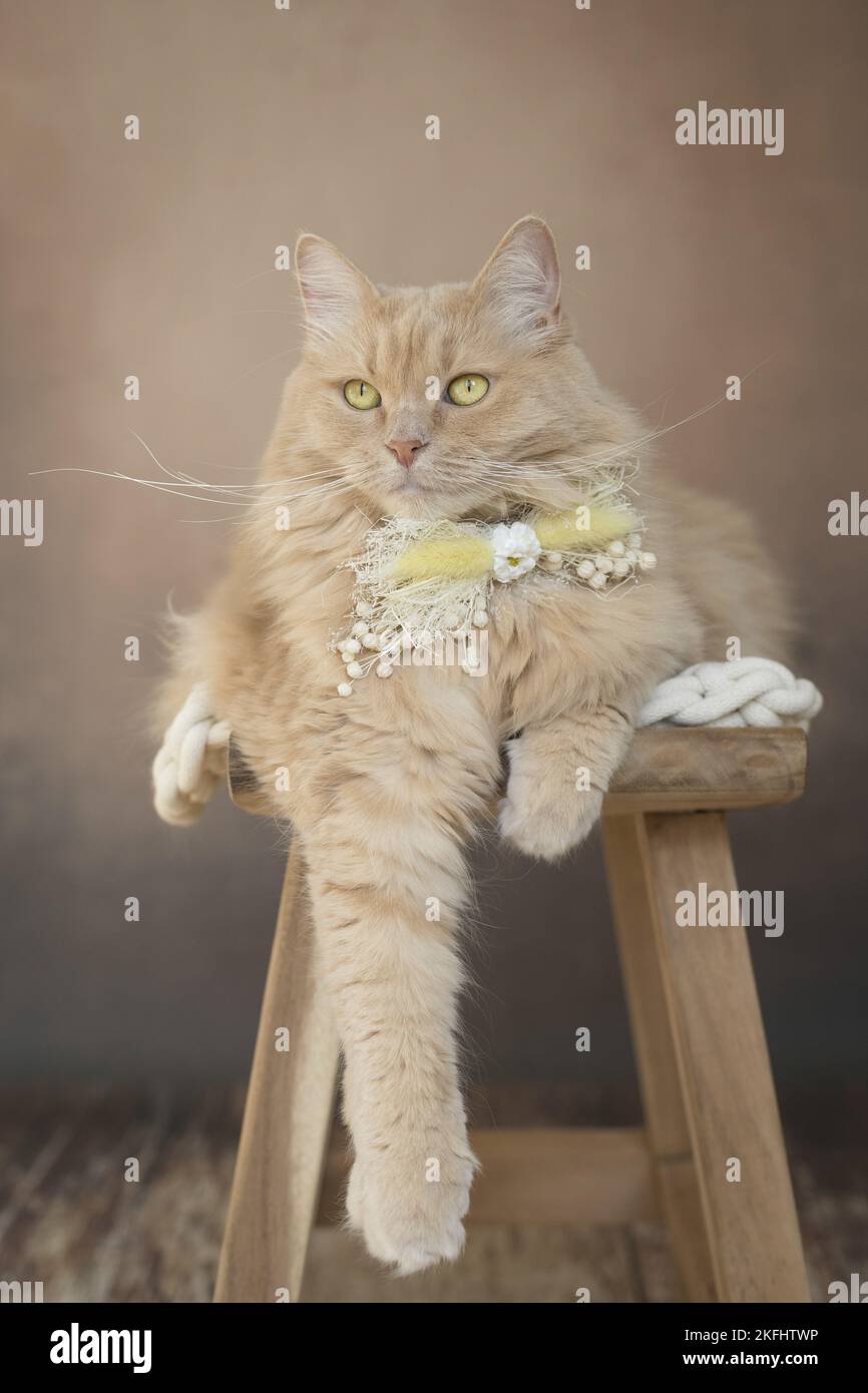 Cat with a bow tie around its neck Stock Photo - Alamy