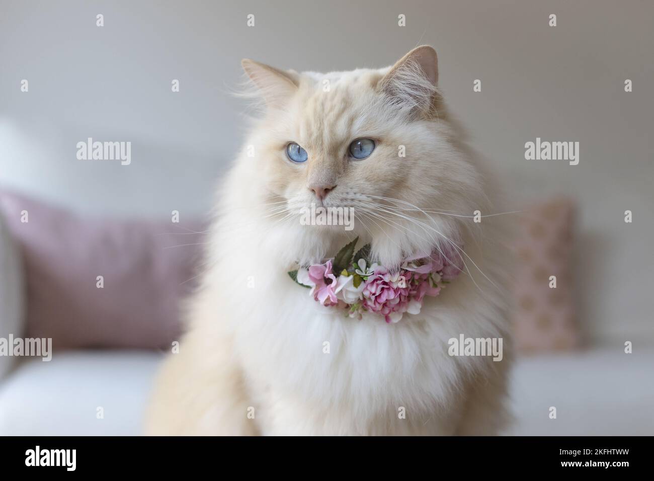 Long neck cat hi-res stock photography and images - Alamy