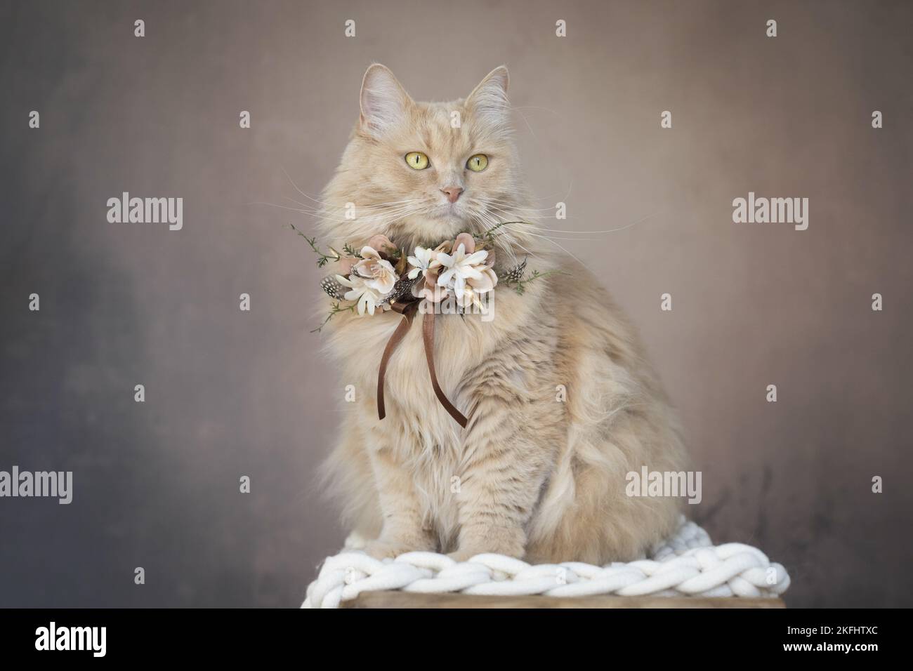 Cat with a wreath of flowers around its neck Stock Photo - Alamy