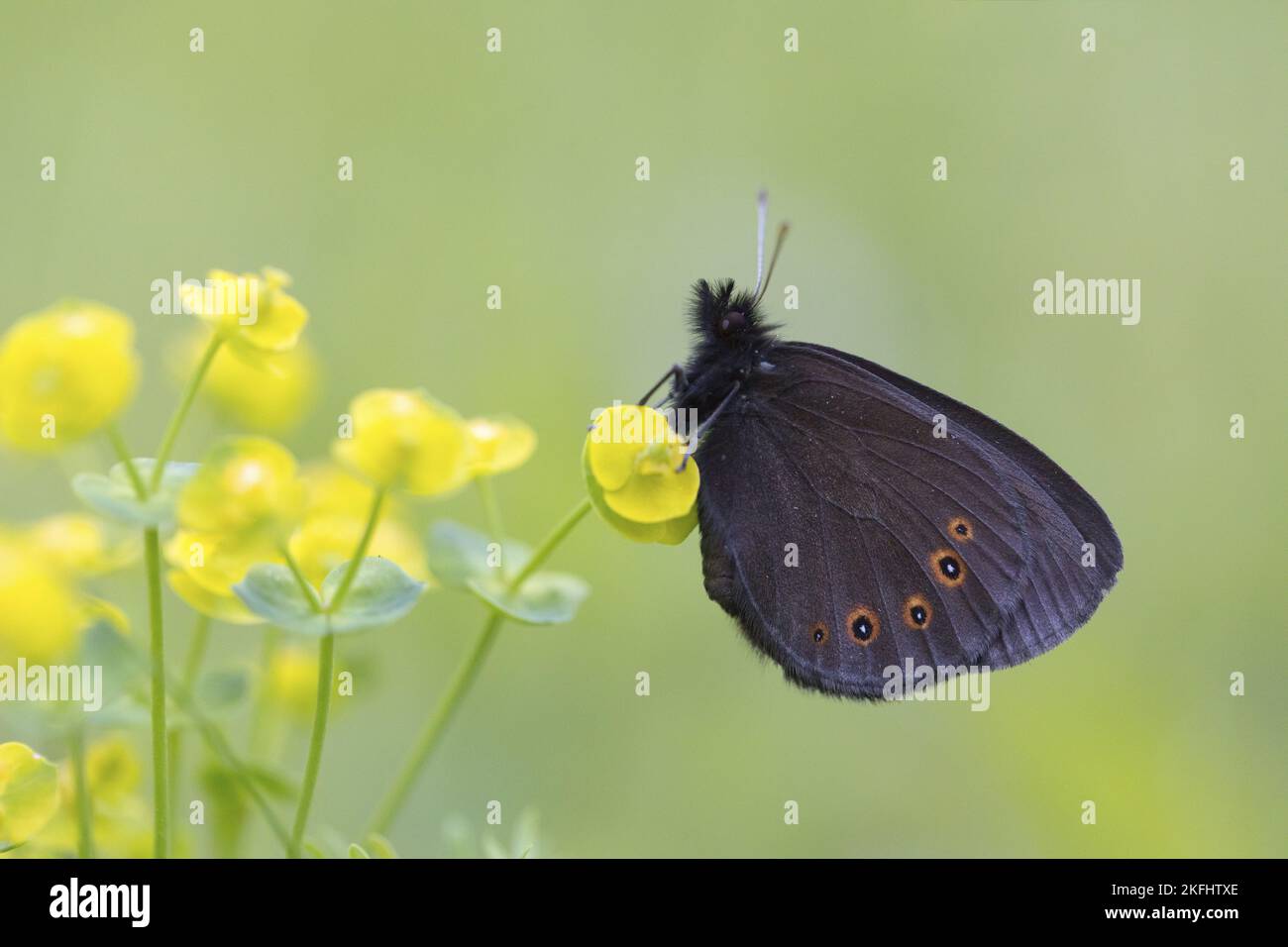 Woodland ringlet butterfly hi-res stock photography and images - Alamy