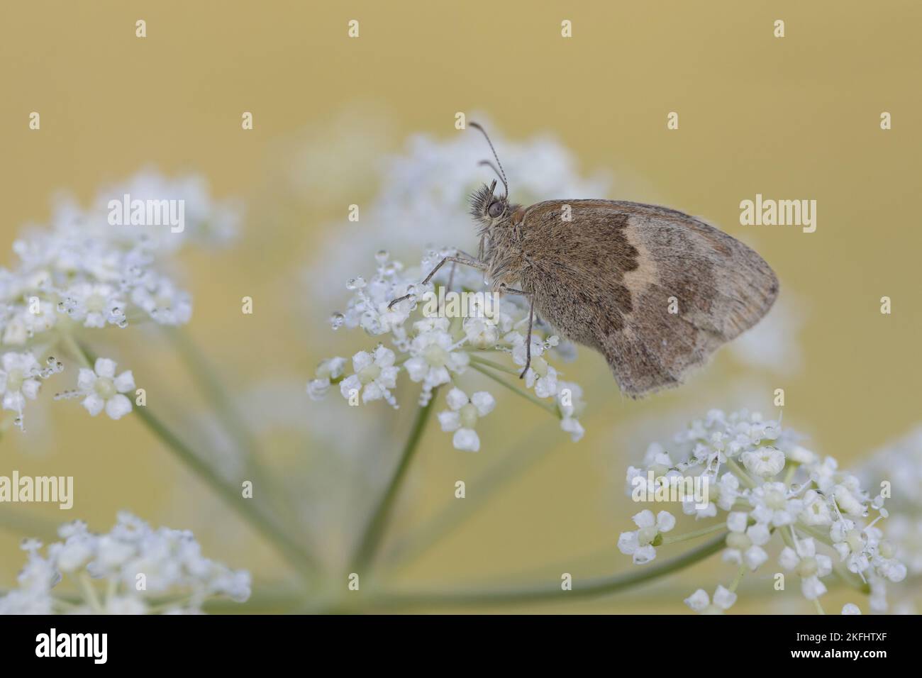 Small Heath Butterfly Stock Photo - Alamy