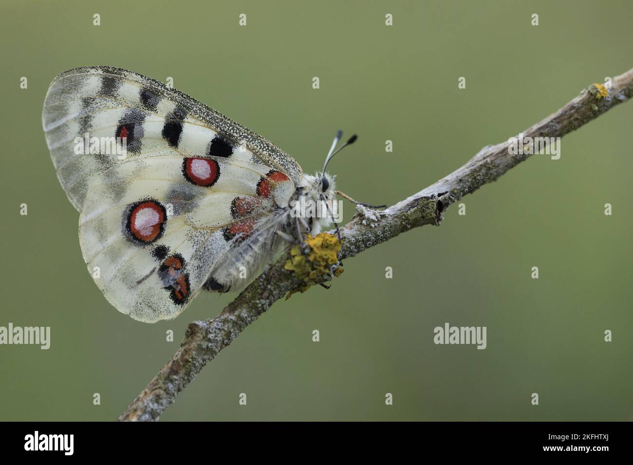 Apollo profile hi-res stock photography and images - Alamy