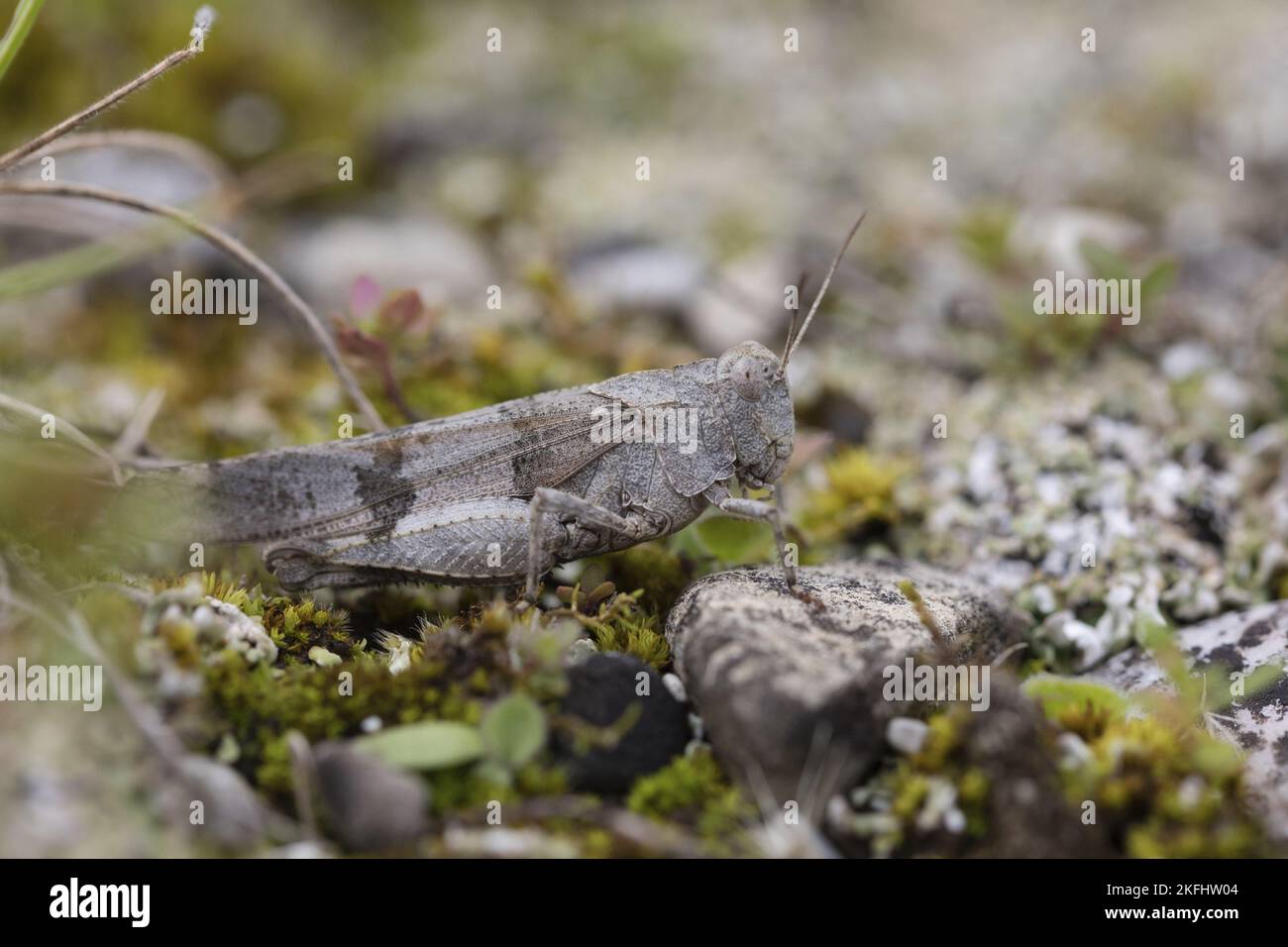 Winged insects swarming hi-res stock photography and images - Alamy