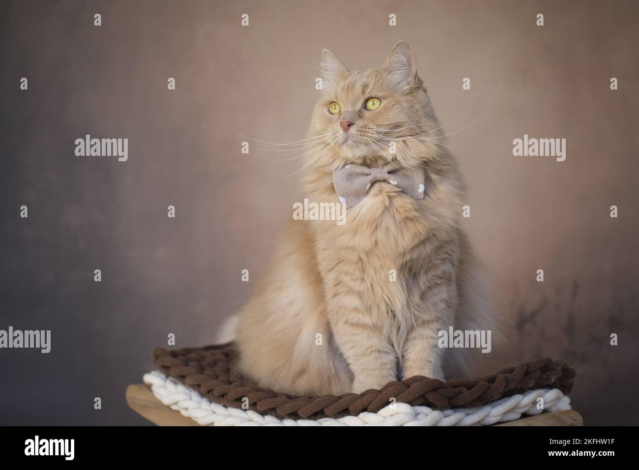 Cat with a bow tie around its neck Stock Photo - Alamy