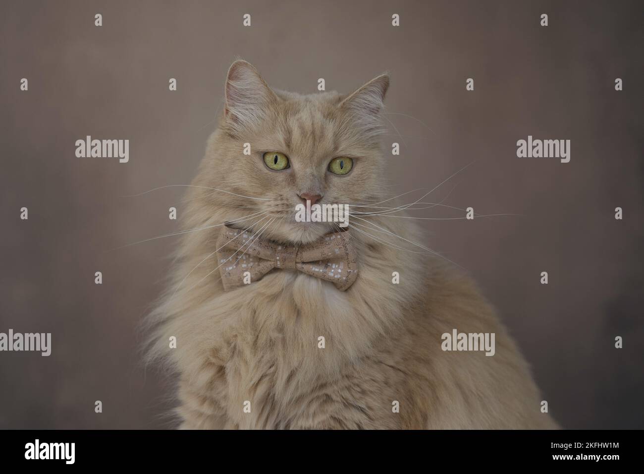 Cat with a bow tie around its neck Stock Photo - Alamy