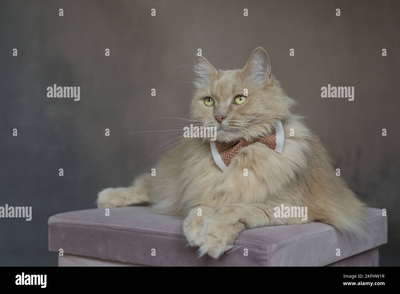 Cat with a bow tie around its neck Stock Photo - Alamy