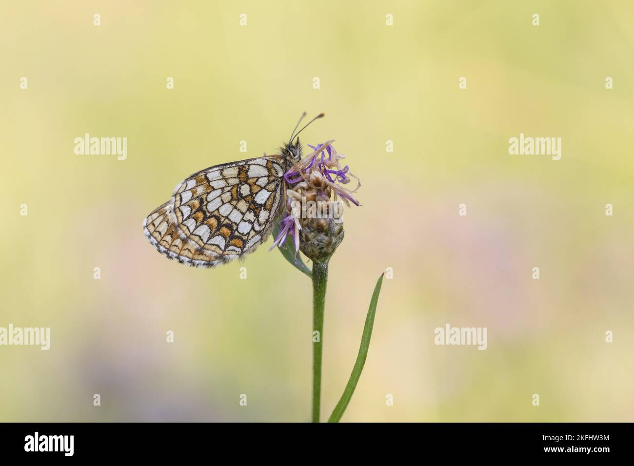 Assmanns fritillary butterfly melitaea britomartis hi-res stock ...