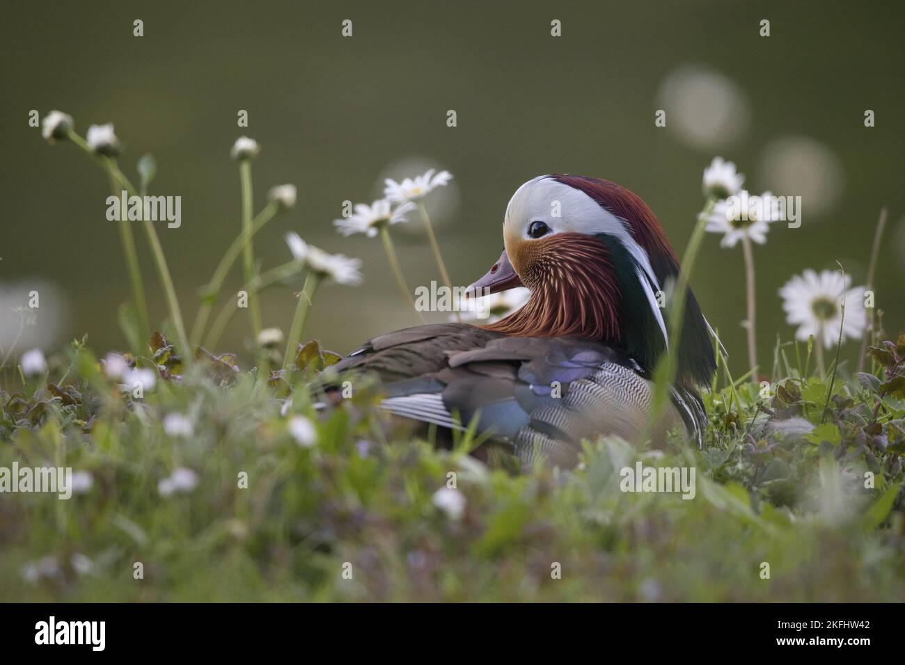 Ducks backside hi-res stock photography and images - Alamy