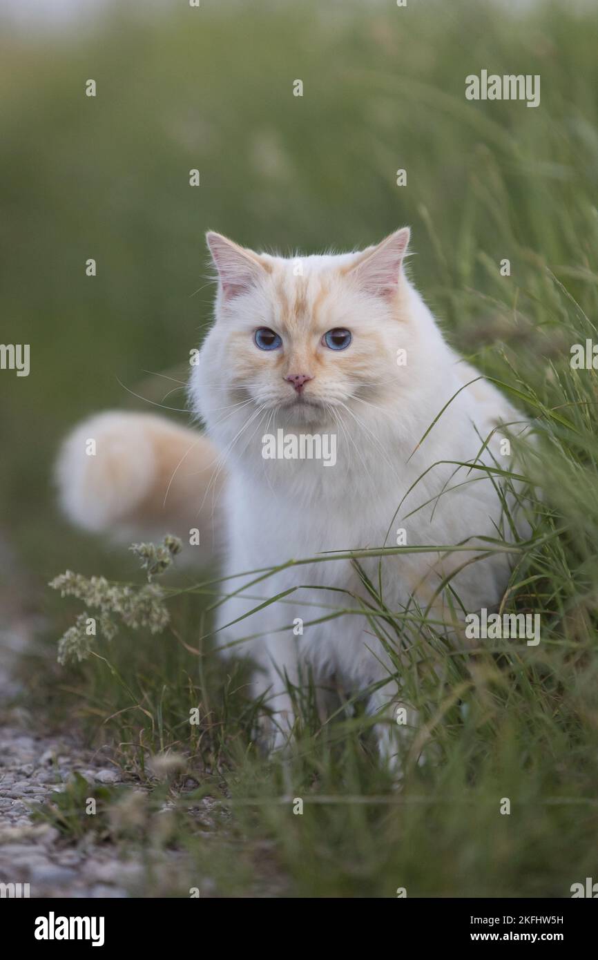 Red point ragdoll hi-res stock photography and images - Alamy
