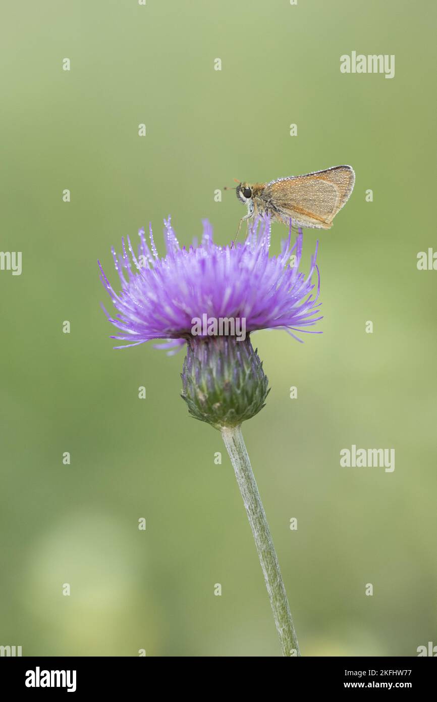 Lateral view of skipper butterfly hi-res stock photography and images ...
