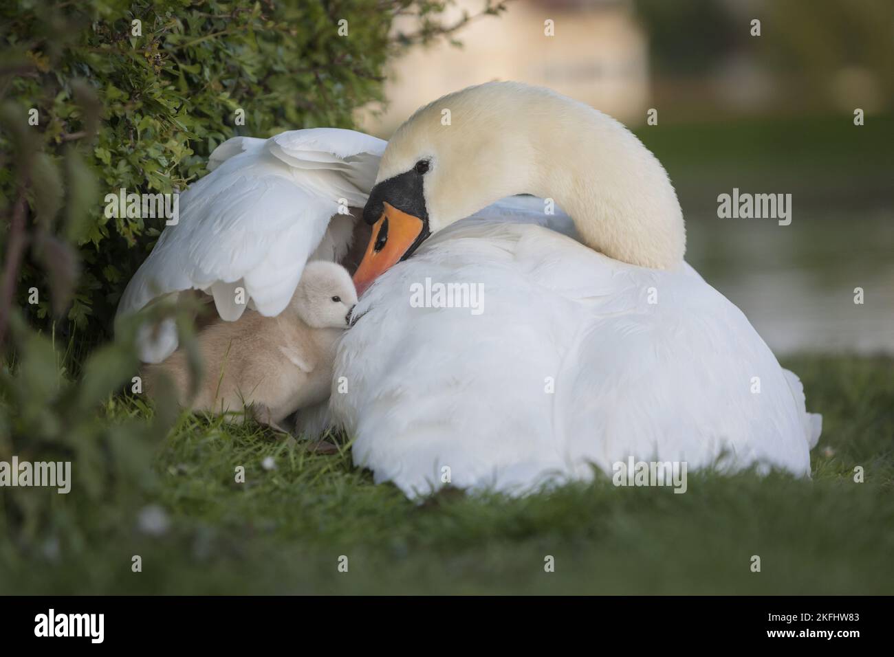Swan two juveniles hi-res stock photography and images - Alamy