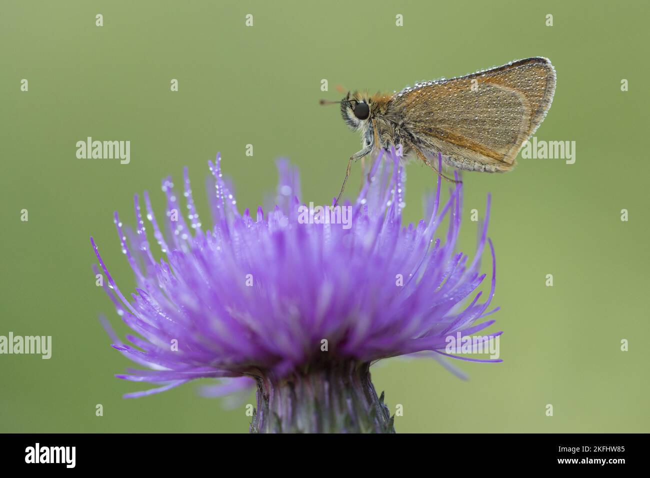 Lateral view of skipper butterfly hi-res stock photography and images ...