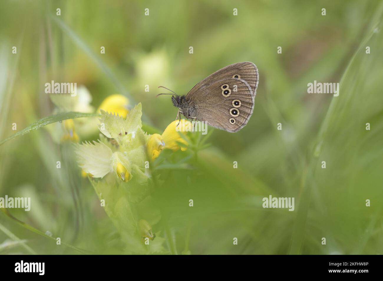 Ringlet aphantopus hyperantus adult hi-res stock photography and images ...