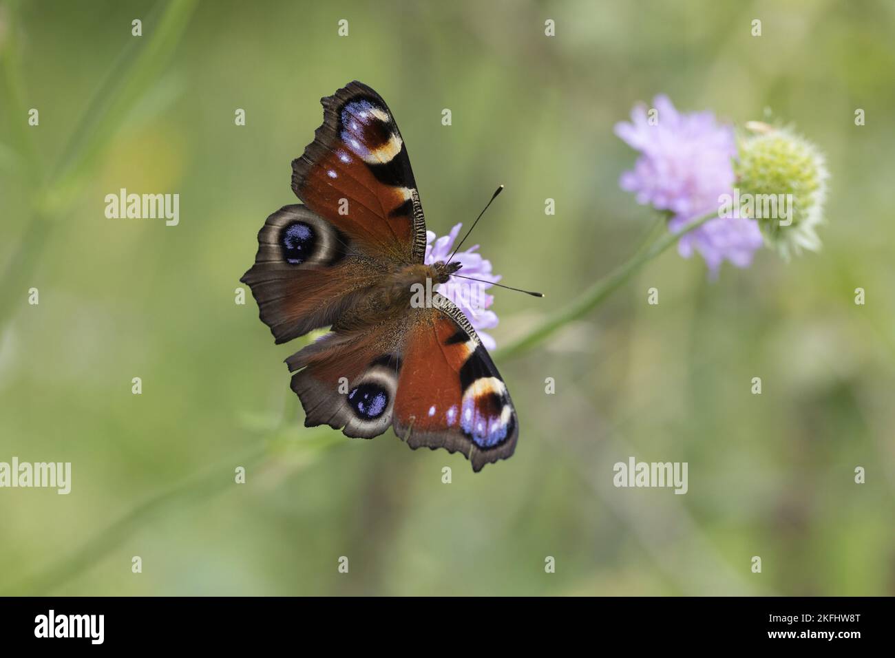 Landscape format peacock butterfly hi-res stock photography and images ...