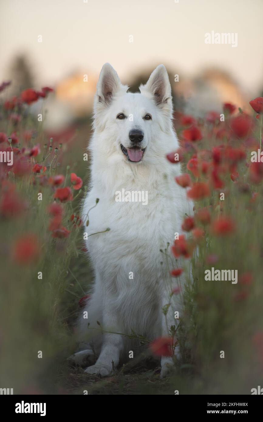 White Shepherd in the poppy field Stock Photo - Alamy