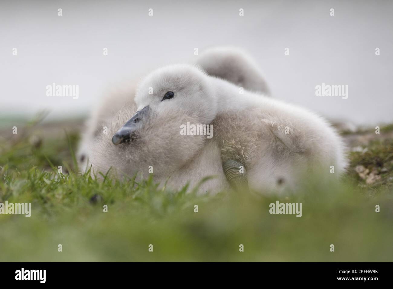 Mute swan chick Stock Photo - Alamy