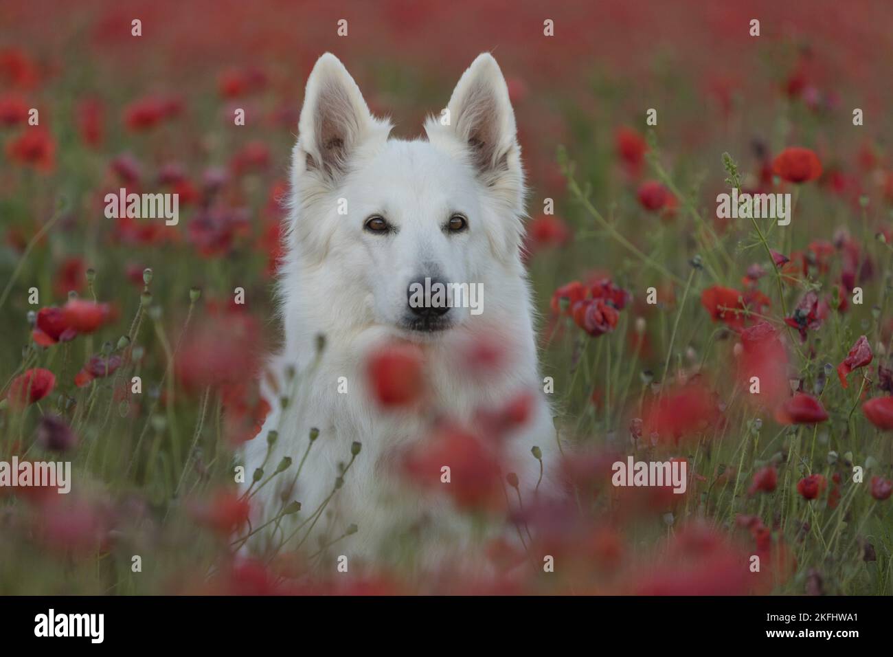 White Shepherd in the poppy field Stock Photo - Alamy