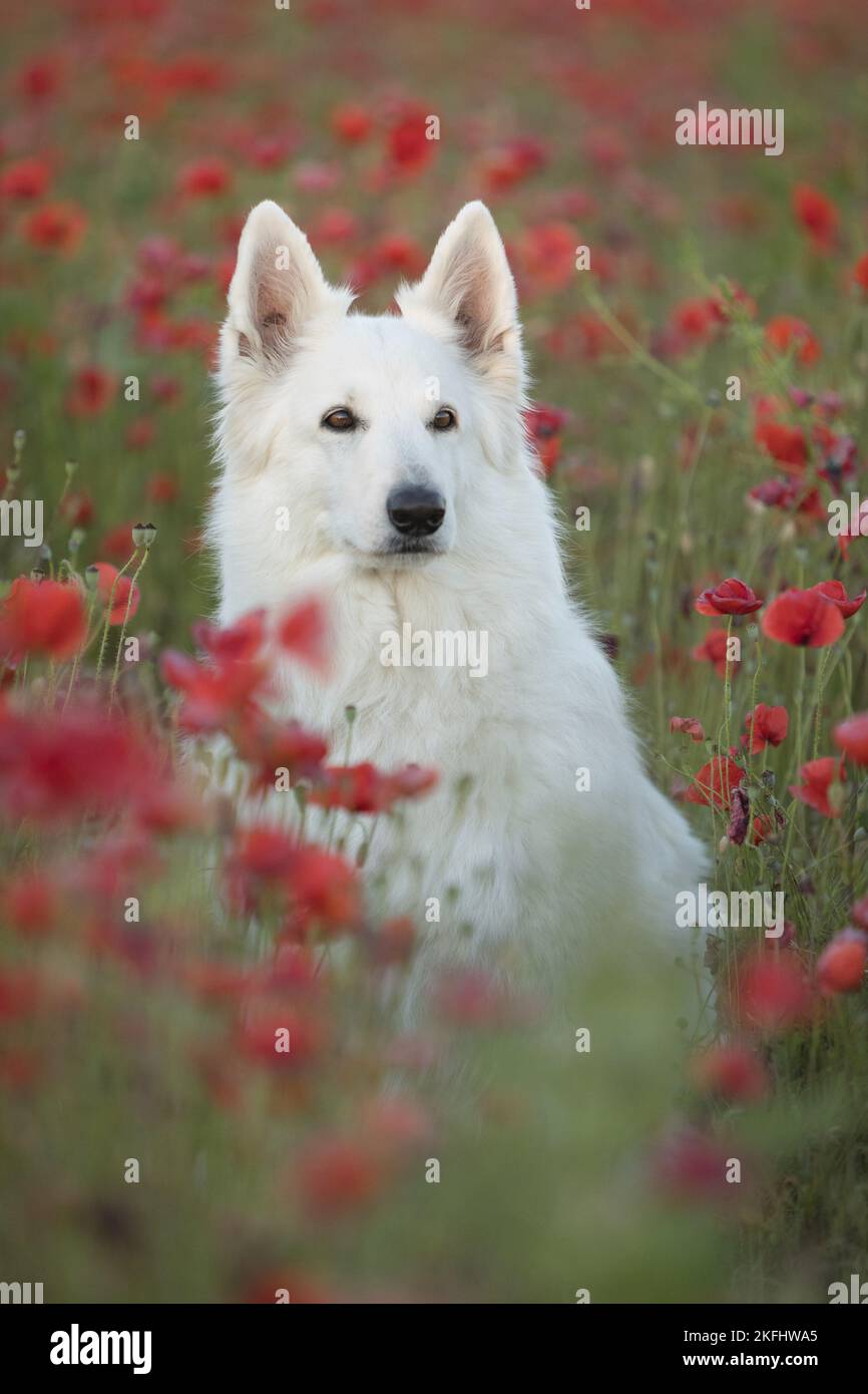 White Shepherd in the poppy field Stock Photo - Alamy