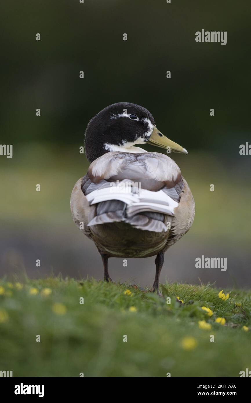 Ducks backside hi-res stock photography and images - Alamy