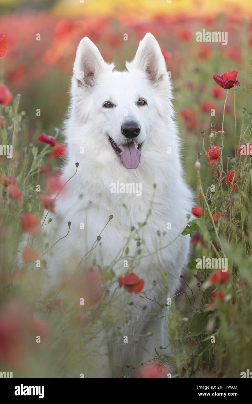 White Shepherd in the poppy field Stock Photo - Alamy