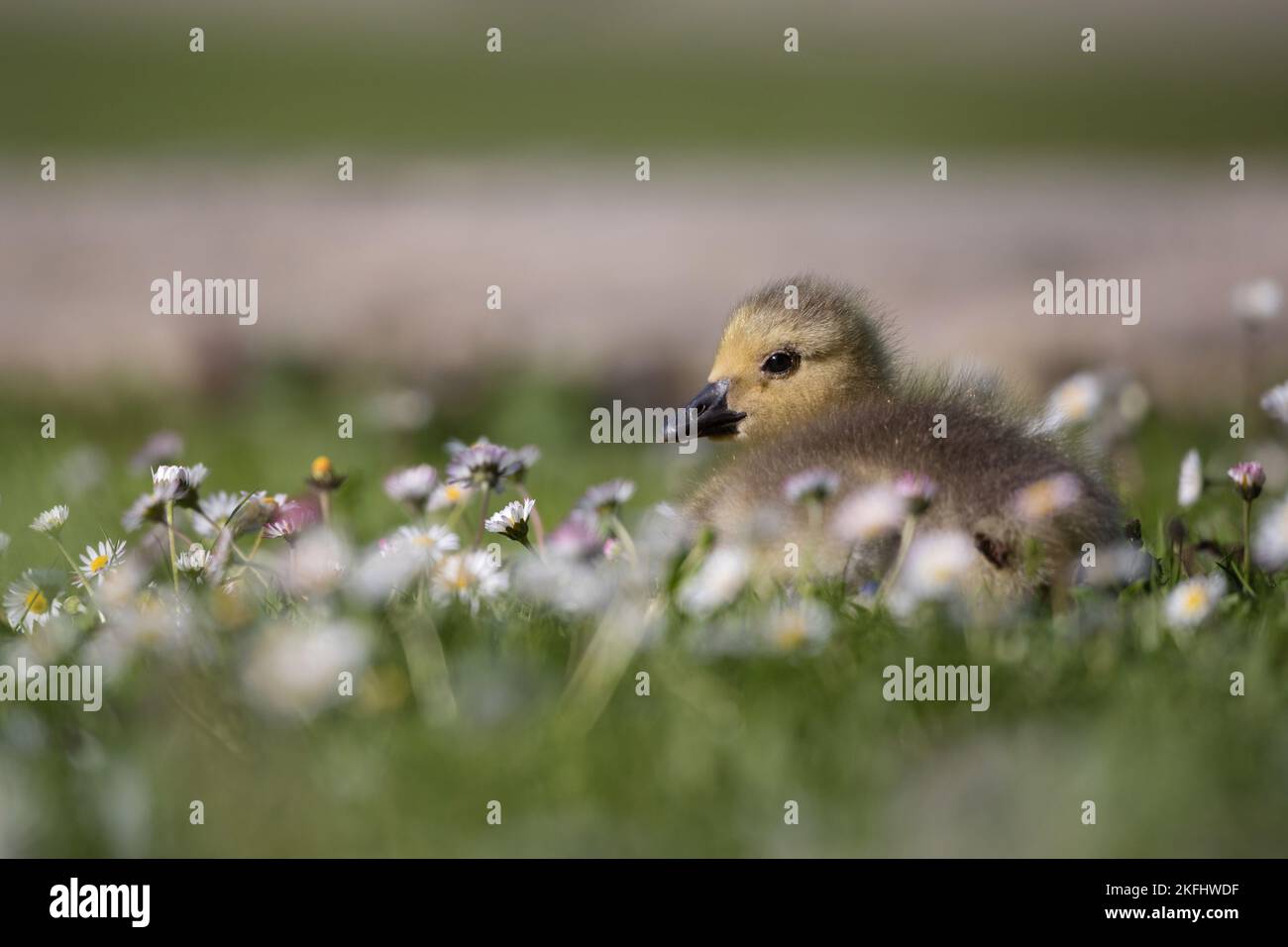 Gosling flower hi-res stock photography and images - Alamy