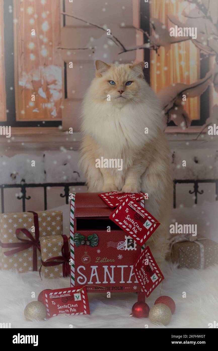 Christmas ragdoll cat hi-res stock photography and images - Alamy