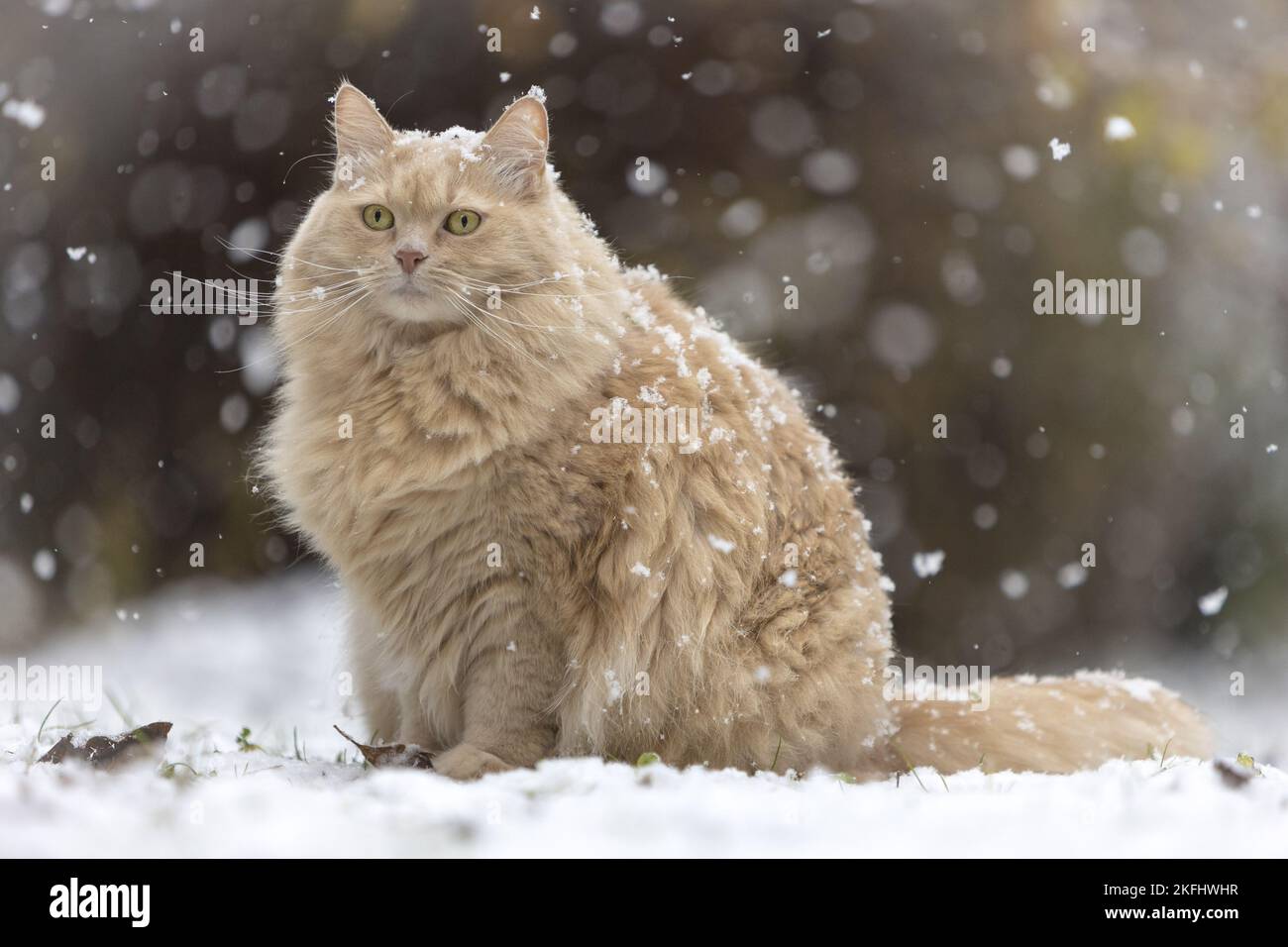 Maine-Coon-Cross in the snow Stock Photo - Alamy