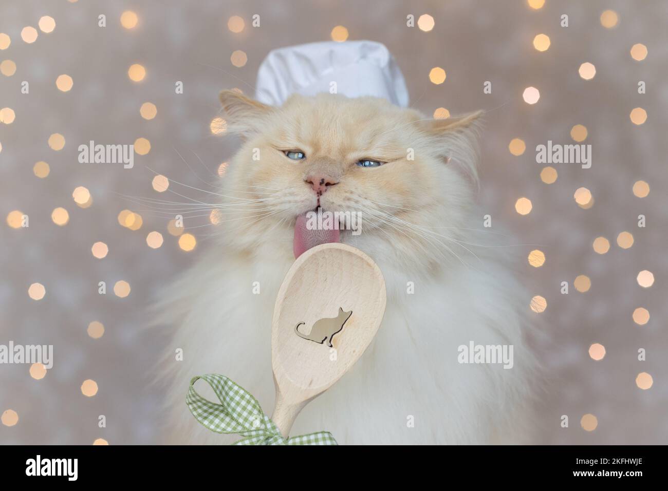 Cat chef hat hi-res stock photography and images - Alamy