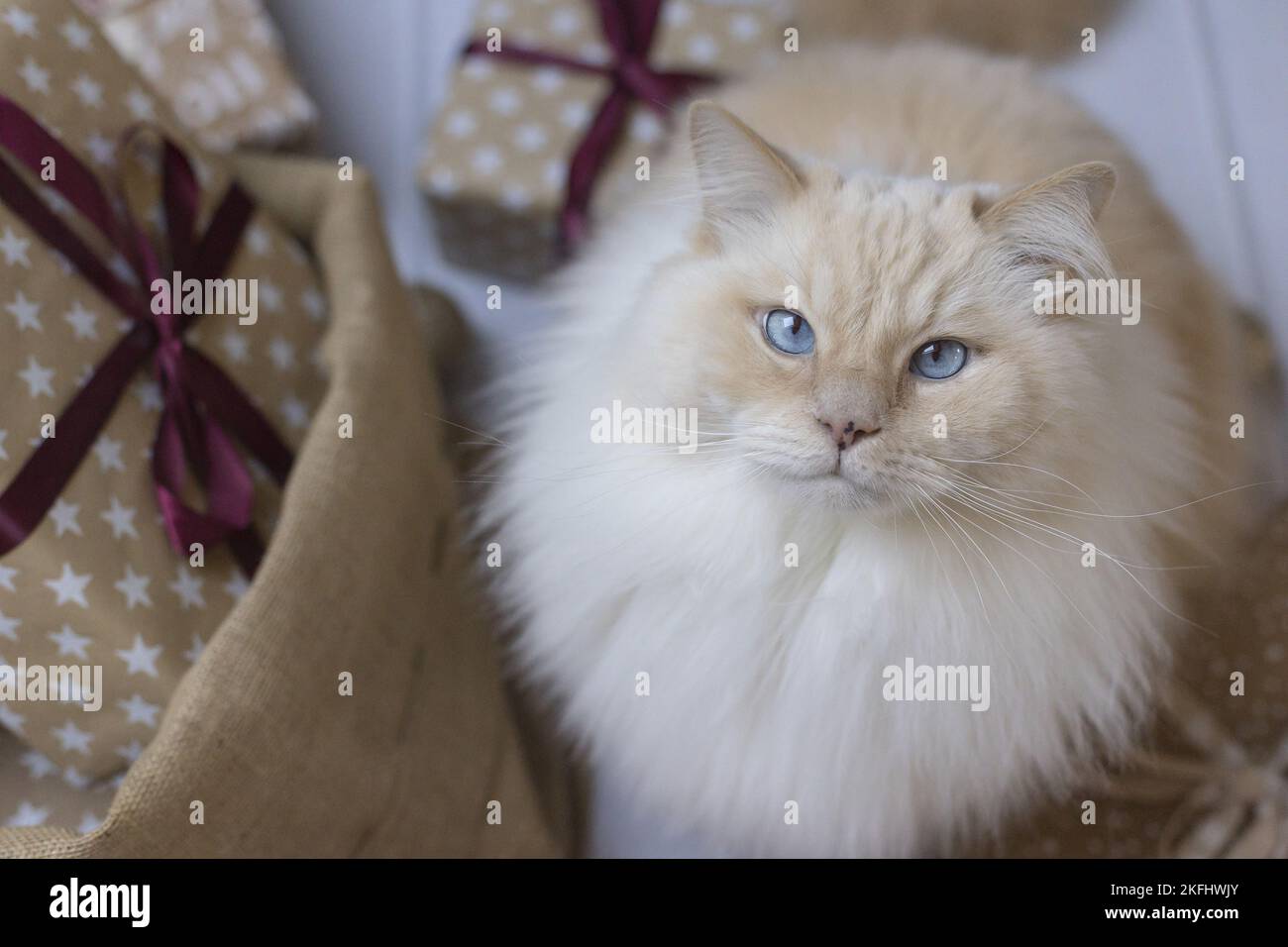 Christmas ragdoll cat hi-res stock photography and images - Alamy