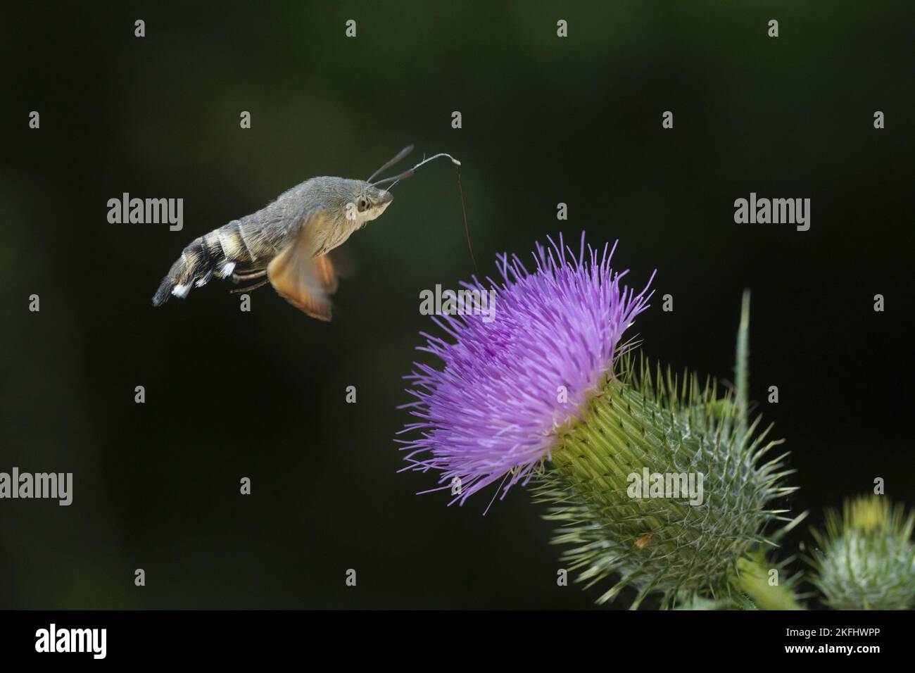 Hummingbird hawk moths hi-res stock photography and images - Alamy