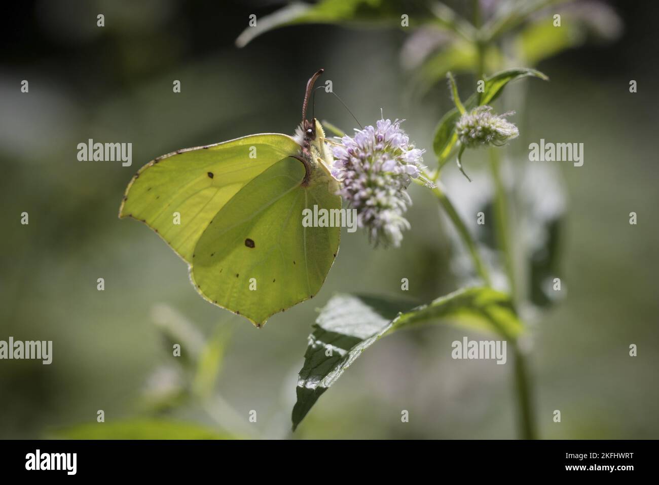 Brimstone profile hi-res stock photography and images - Alamy
