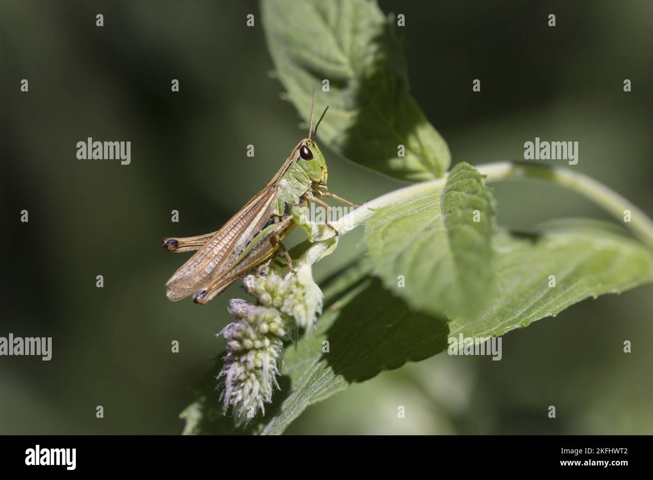 Swarming grasshopper hi-res stock photography and images - Alamy