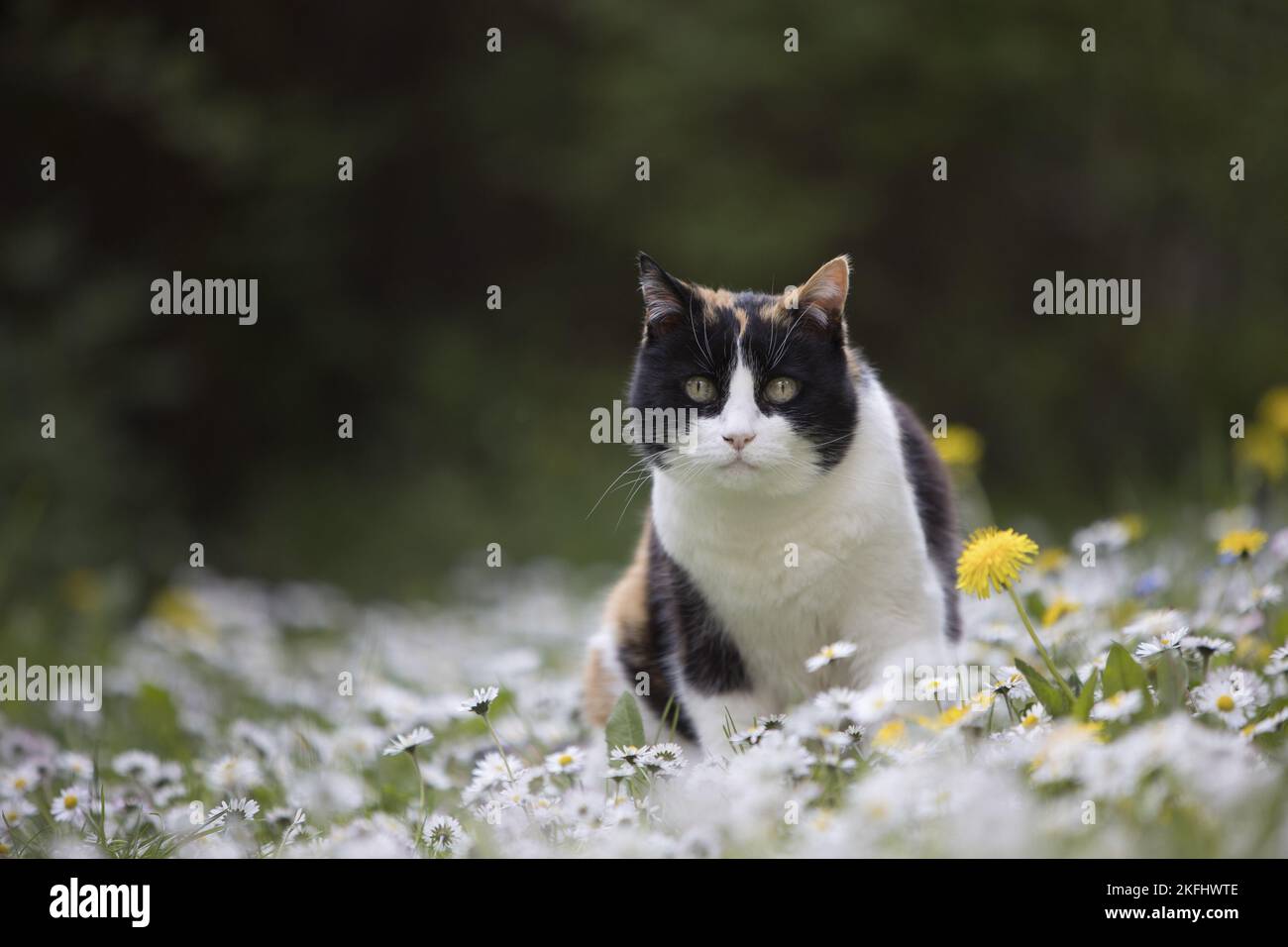 cat in summer Stock Photo - Alamy